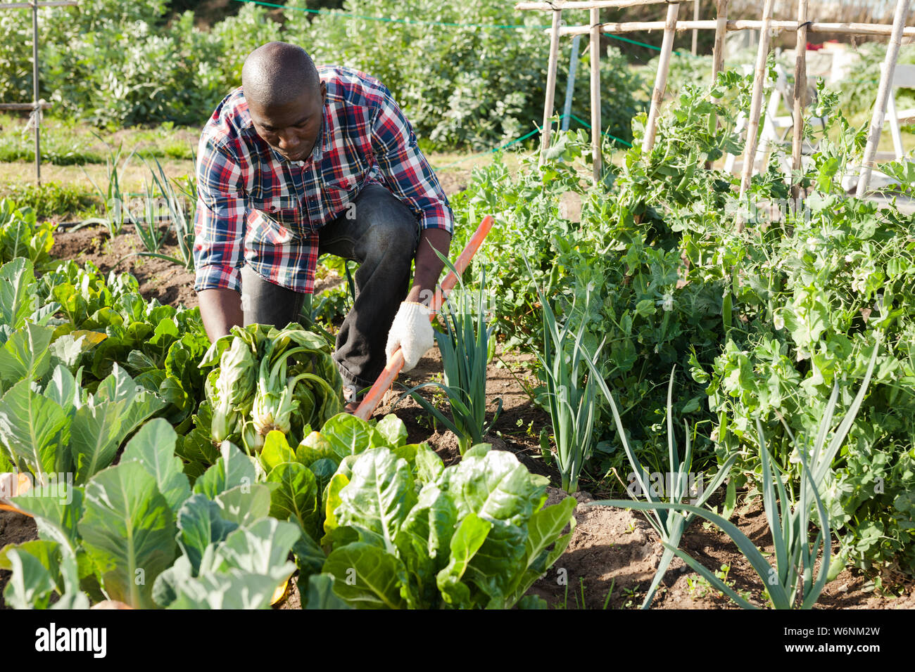 Young positive African American man working with plants in vegetable ...