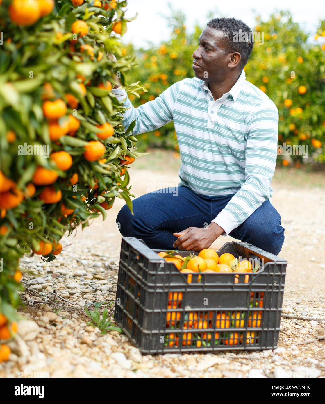 Smiling African-American farmer harvesting ripe mandarin oranges on ...