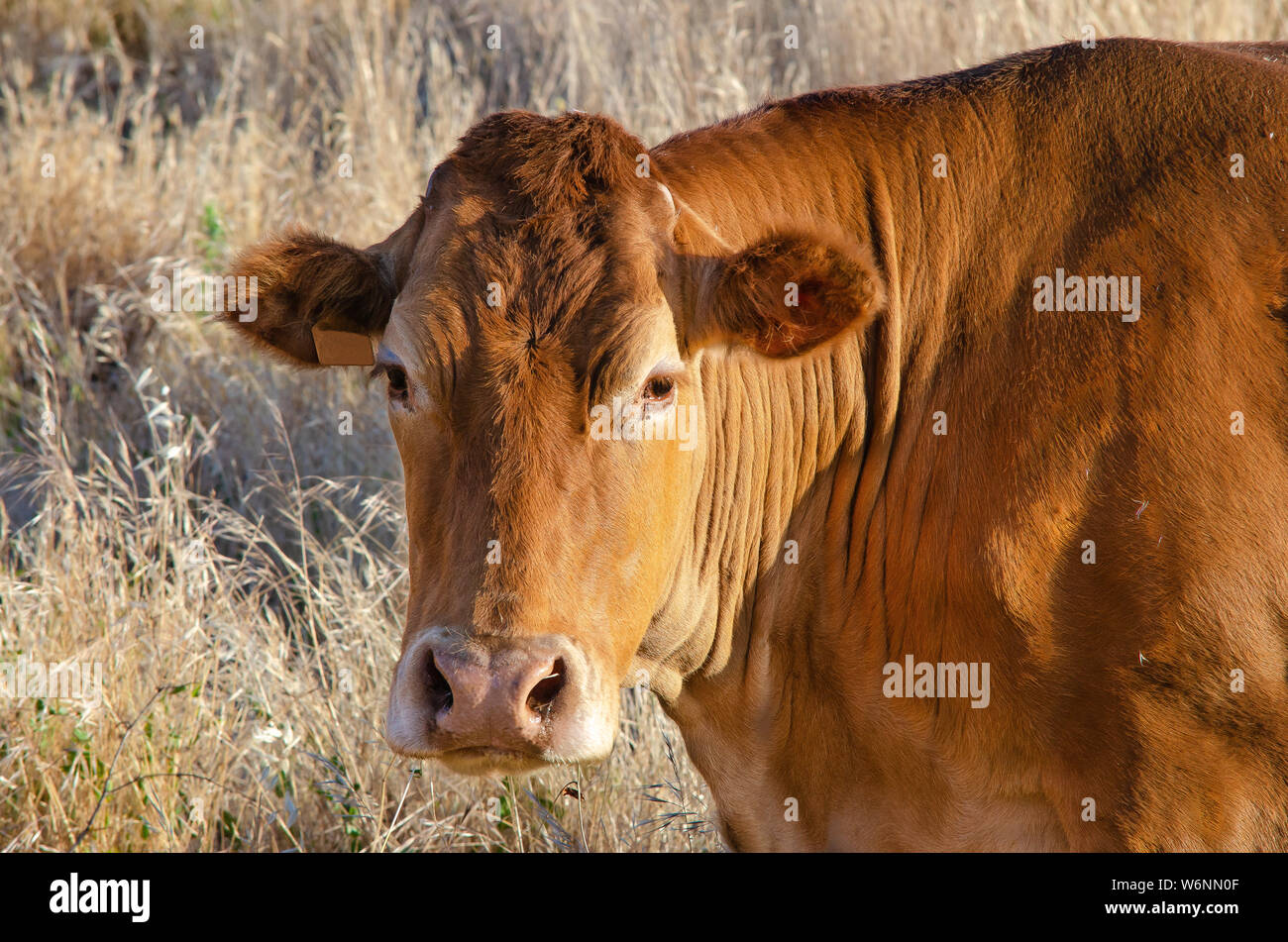 Cow portrait close up hi-res stock photography and images - Alamy