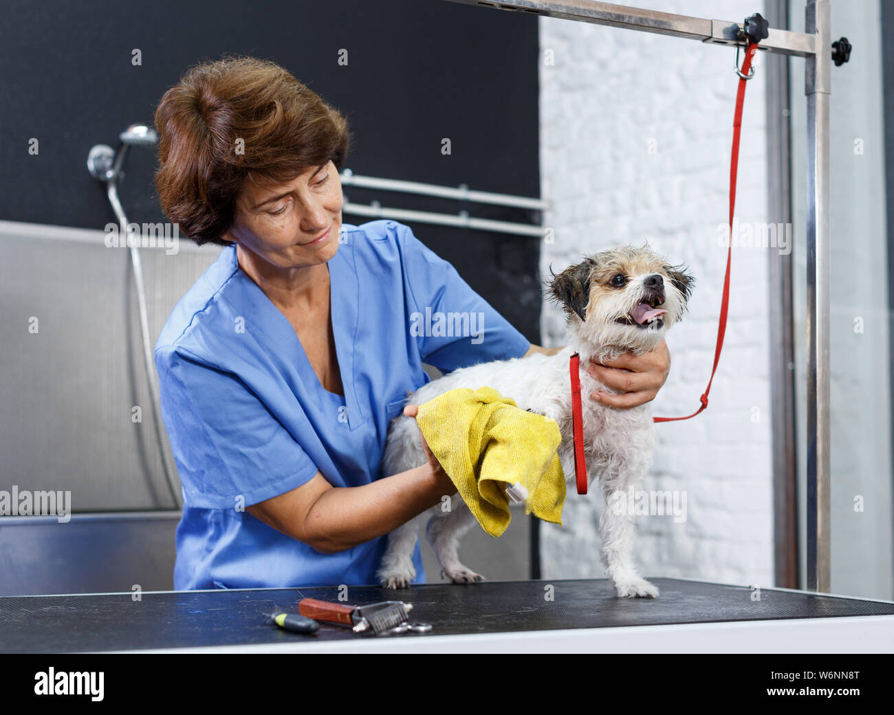 Senior female groomer drying hair of havanese puppy with towel after ...