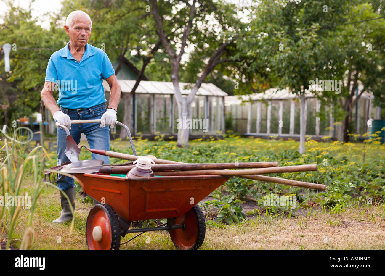 Senior man carrying garden tools in a wheelbarrow Stock Photo - Alamy