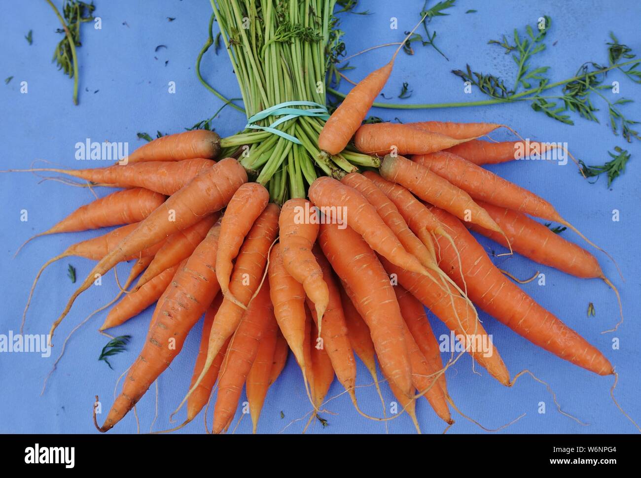 Bunches farm fresh orange hi-res stock photography and images - Alamy