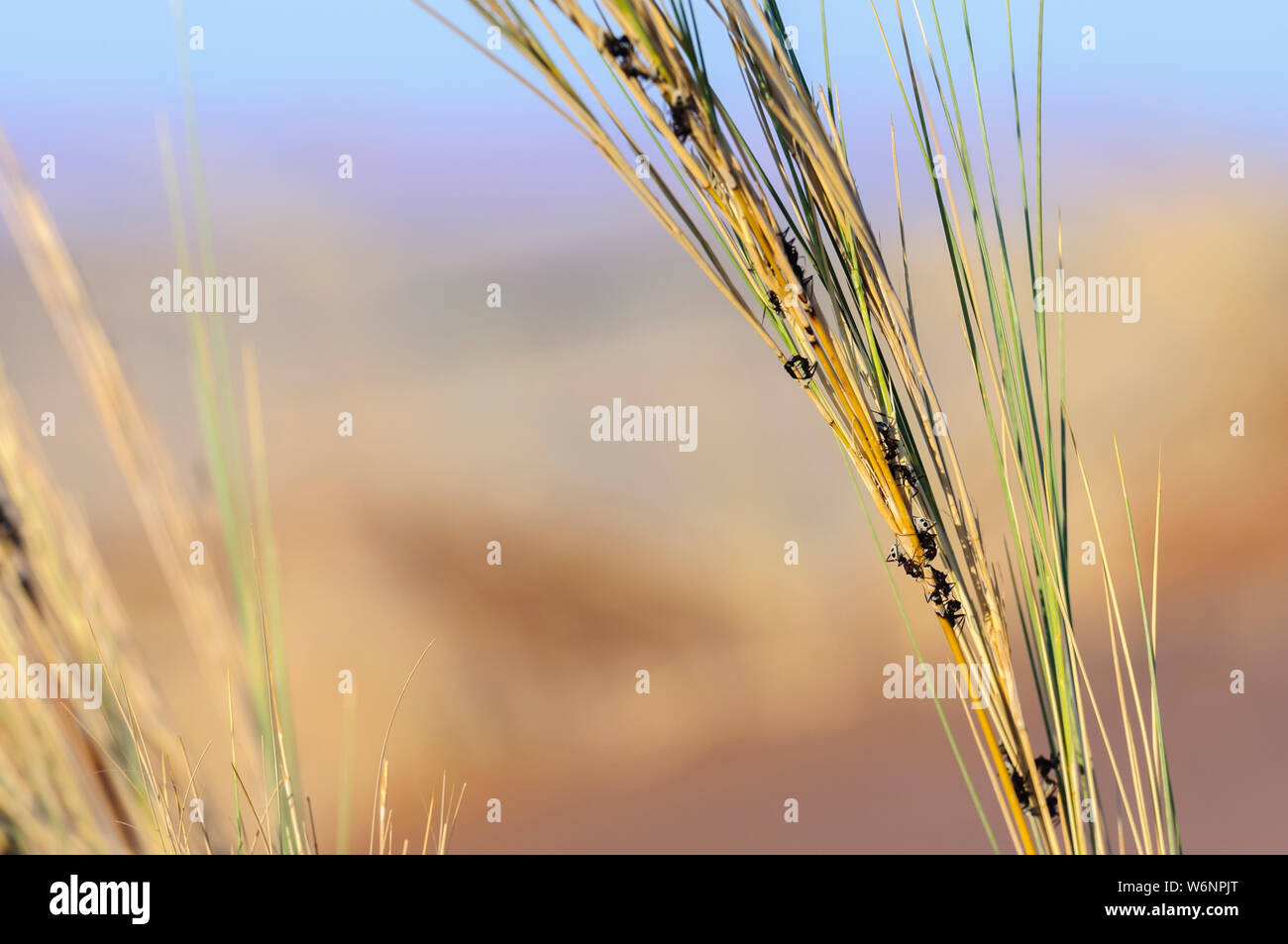 Namib Desert dune ant (Camponotus detritus), distinguishable by its ...