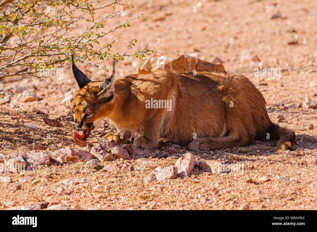 Caracal Eating