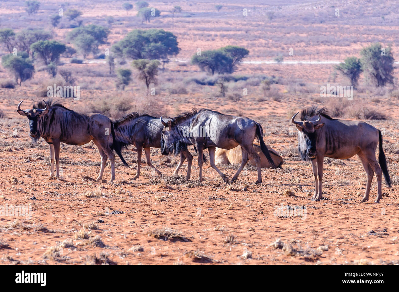 Herd of blue wildebeest (Connochaetes taurinus), Namib Desert, Namibia ...