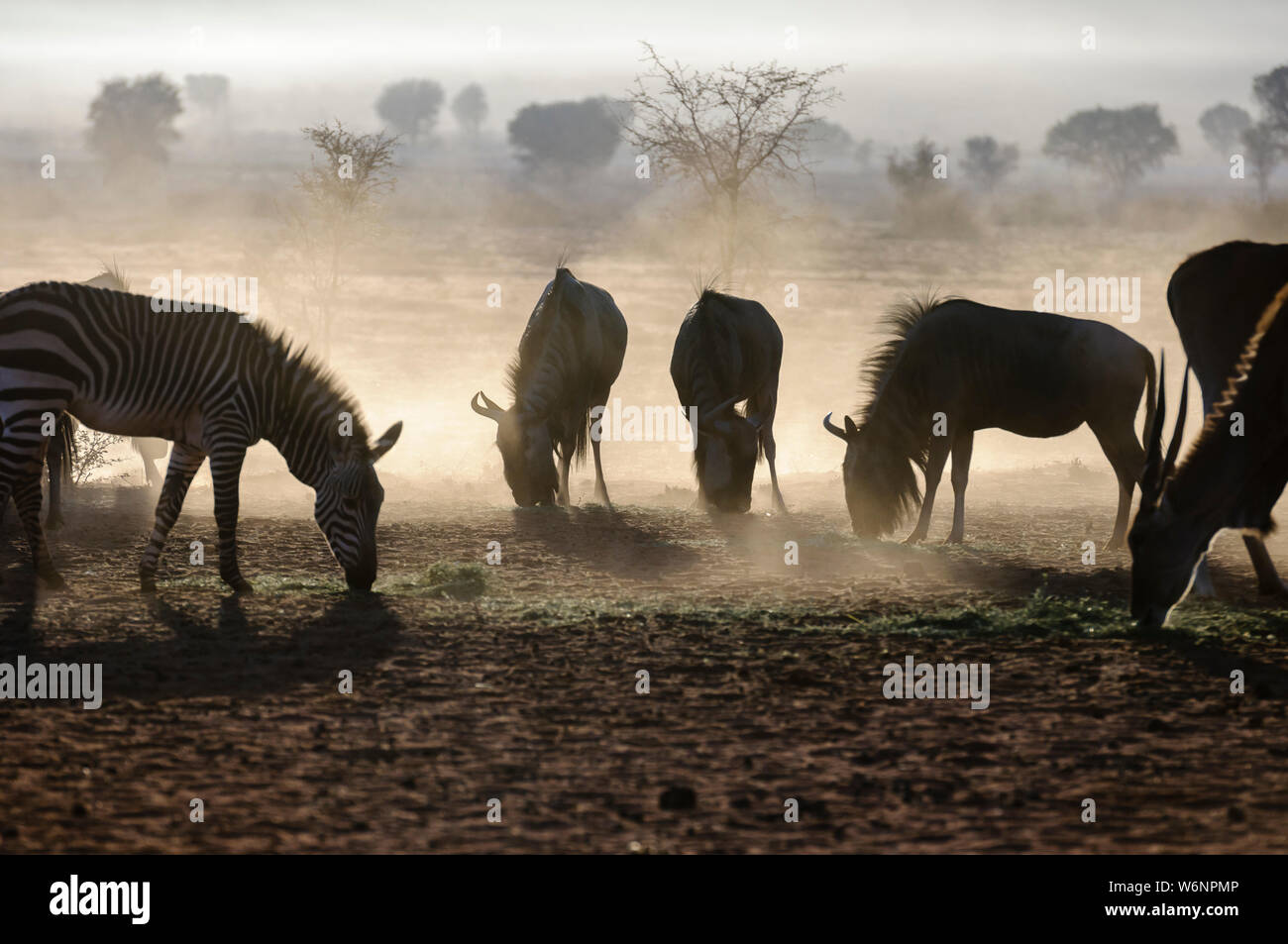 Blue wildebeest eating grass hi-res stock photography and images - Alamy