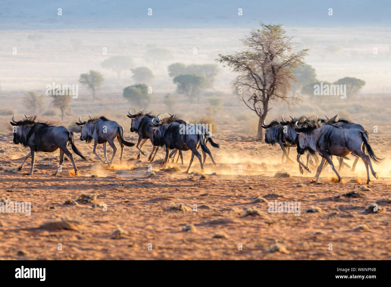 Blue wildebeest common wildebeest hi-res stock photography and images ...