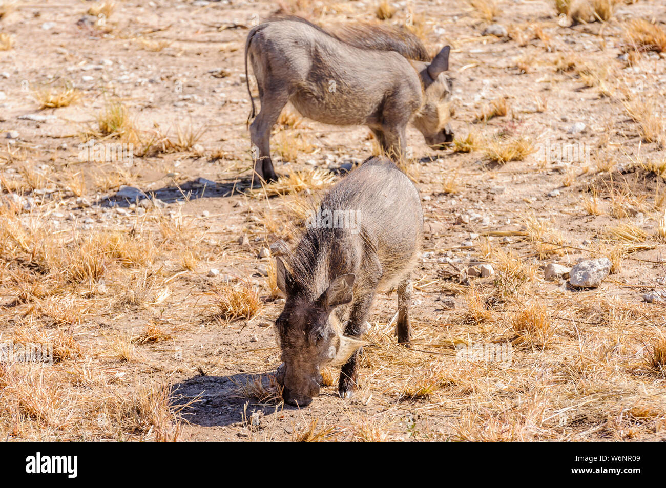 Common warthogs hi-res stock photography and images - Alamy
