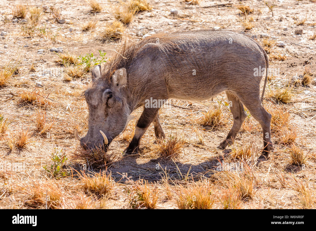 Wart hog eating grass hi-res stock photography and images - Alamy