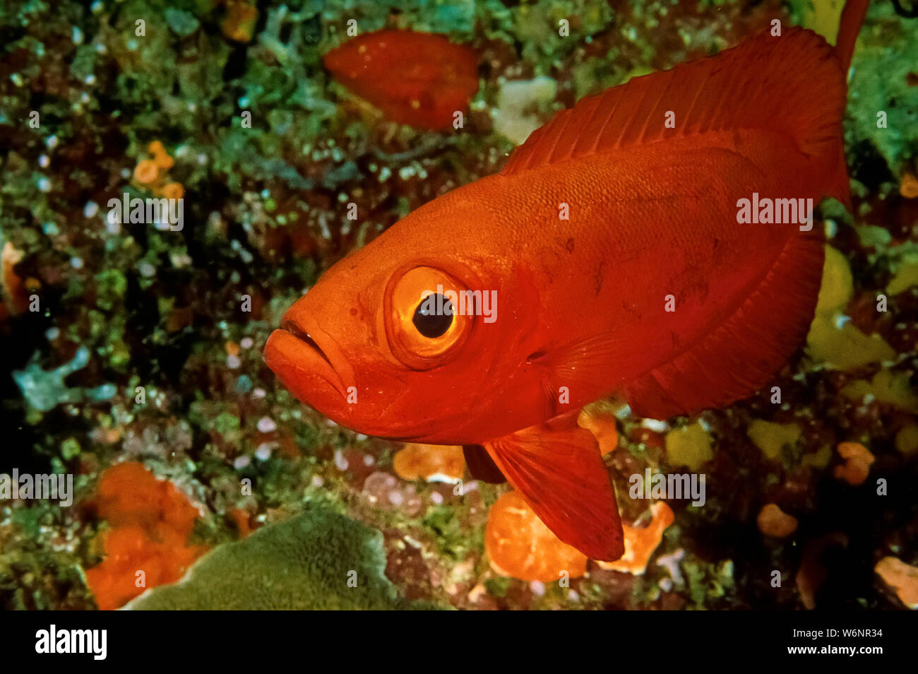 Micronesia Palau Island - Priacanthus hamrur - Big eye Fish Stock Photo ...