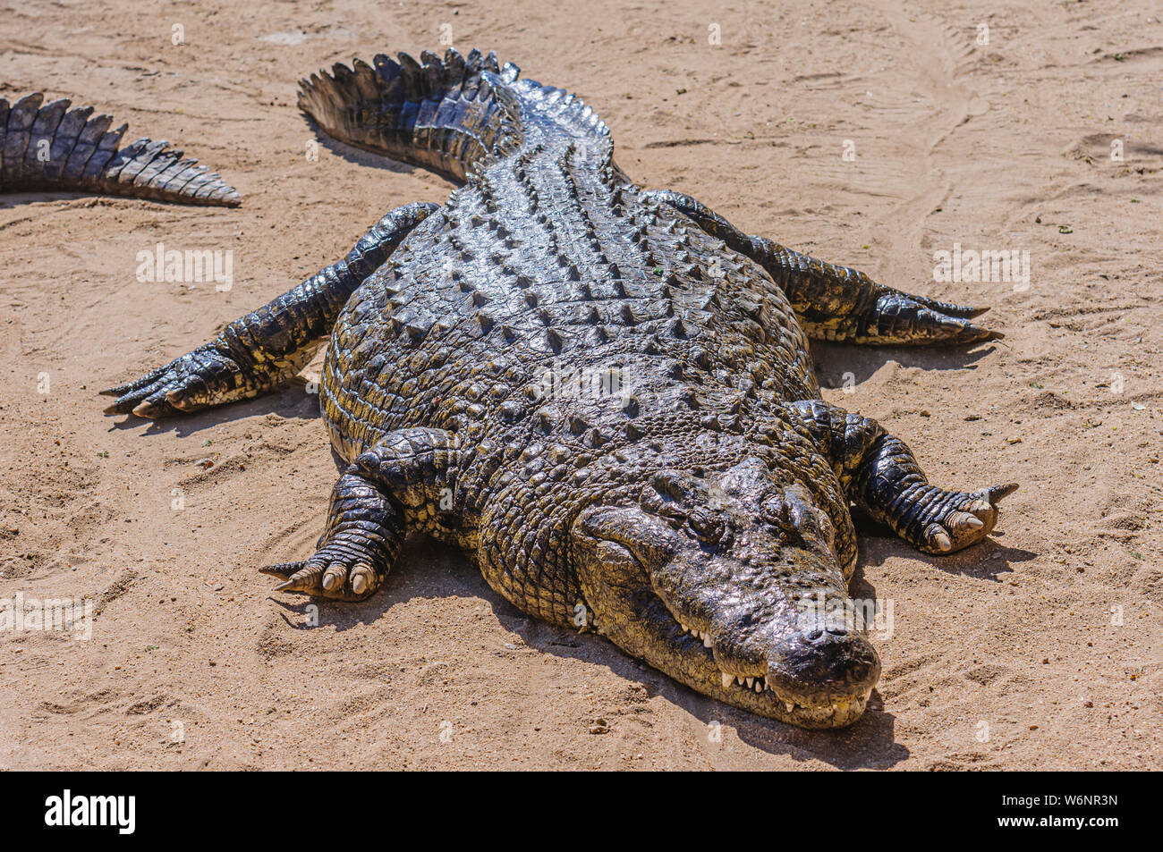 Osteoderms on the armoured skin on the back of a 1 tonne male Nile ...