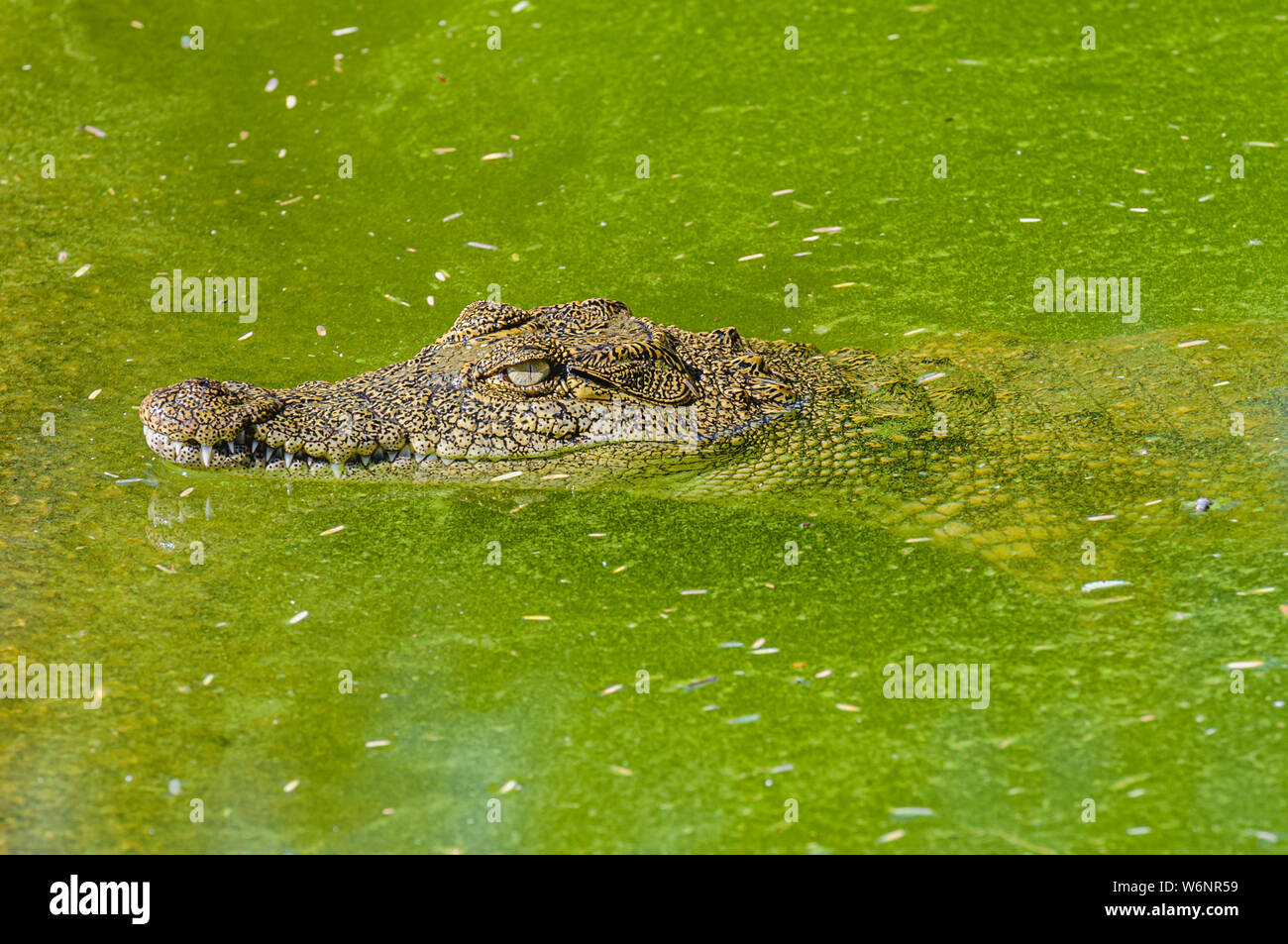 Nile Crocodile (Crocodylus niloticus) swimming in a pond with green ...