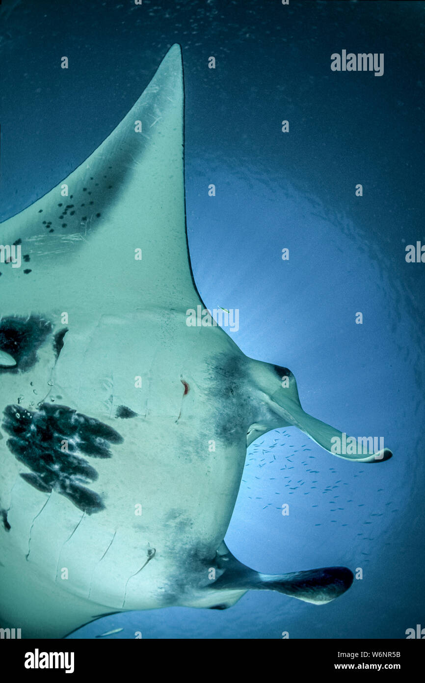 Ray island hi-res stock photography and images - Alamy