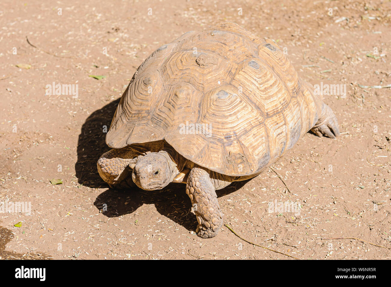 African Spurred Tortoise Stock Photo - Alamy