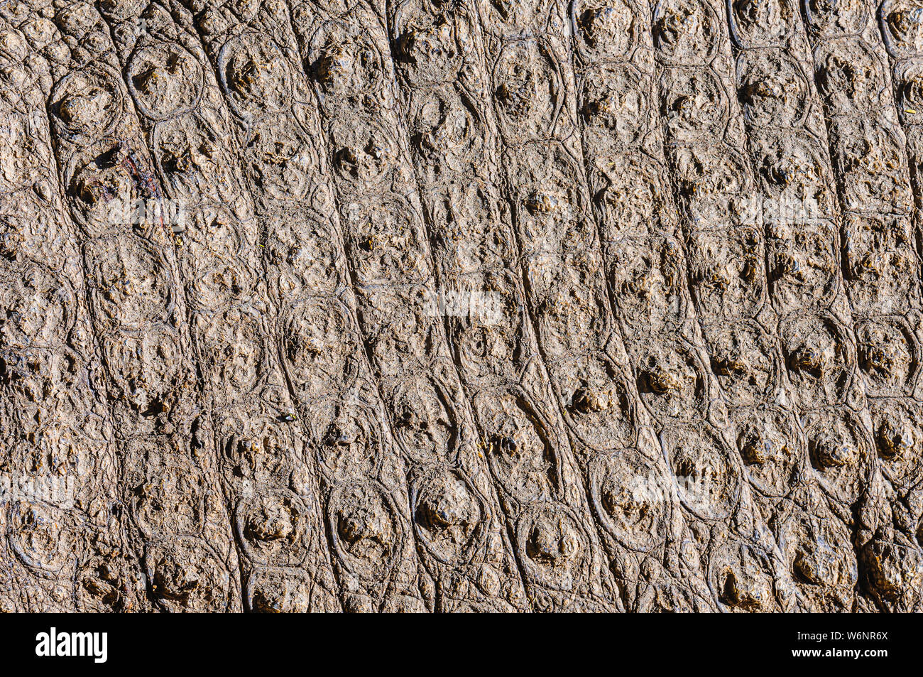 Osteoderms on the armoured skin on the back of a very large male Nile ...