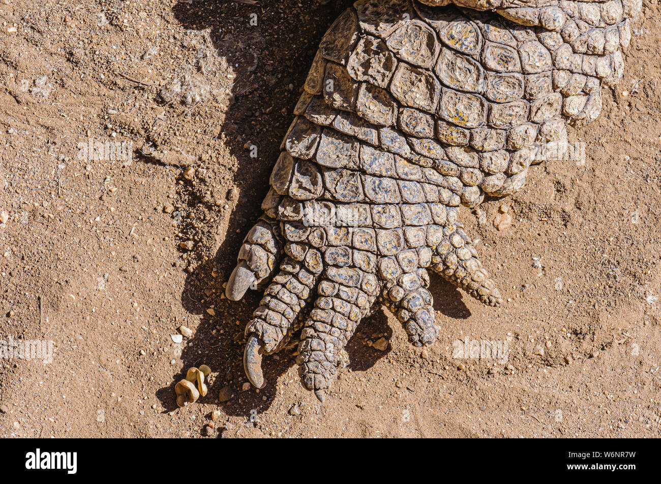 Claws on the foot of a 1 tonne male Nile Crocodile (Crocodylus ...