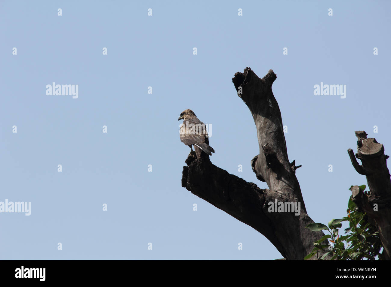 Eagles sitting on a branch hi-res stock photography and images - Alamy