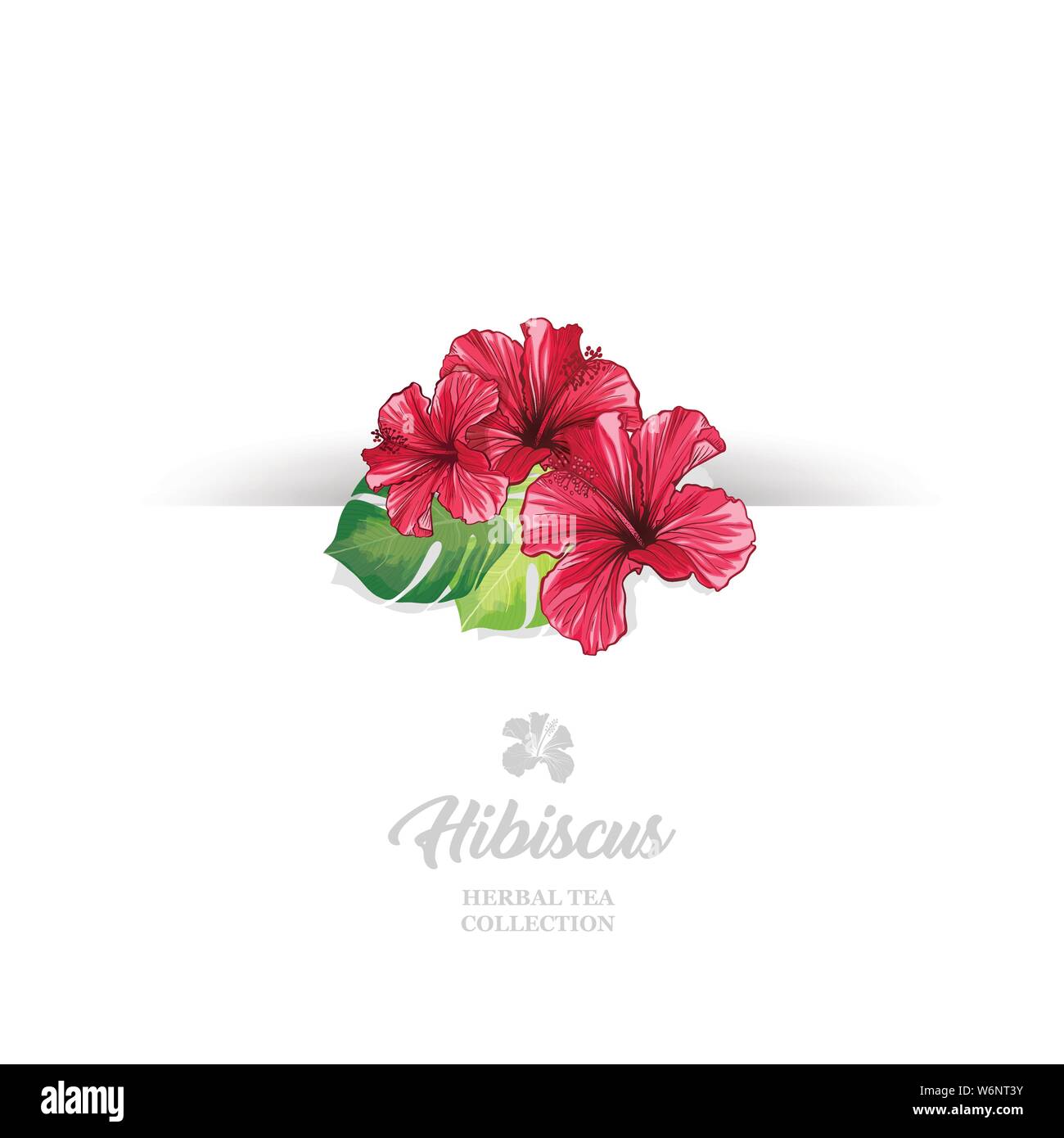 Hibiscus rosa sinensis Stock Vector Images - Alamy