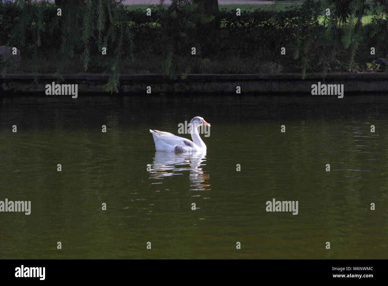 Duck floating in a lake, India Stock Photo - Alamy