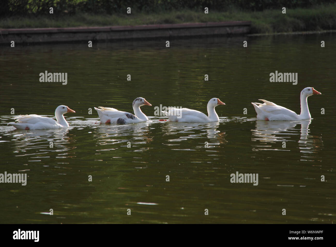 Ducks floating in a lake in a row, India Stock Photo - Alamy