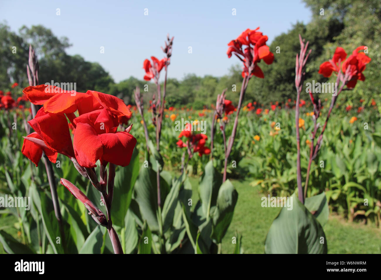 Red flowers in a park, India Stock Photo - Alamy