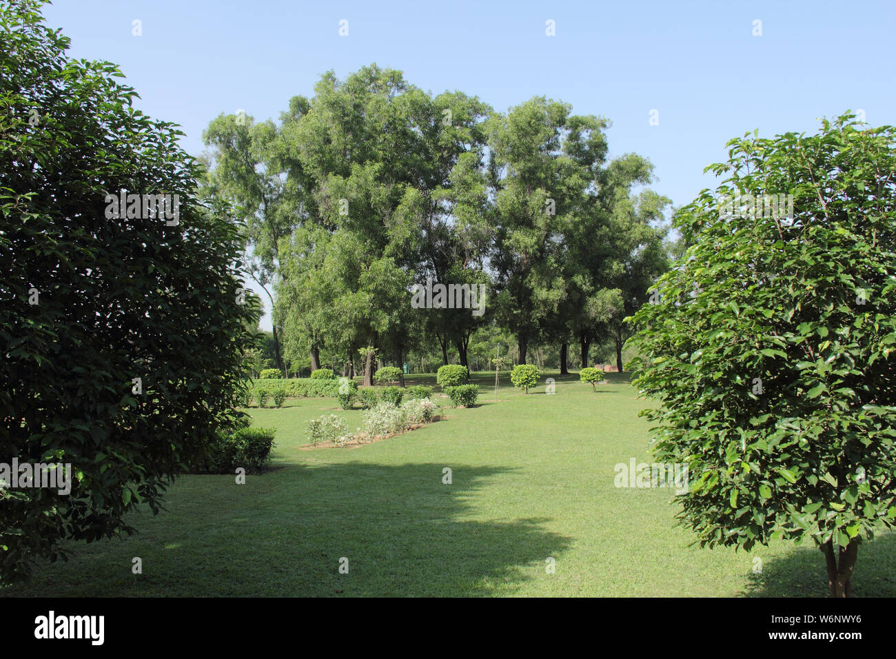 Trees in a park, India Stock Photo - Alamy
