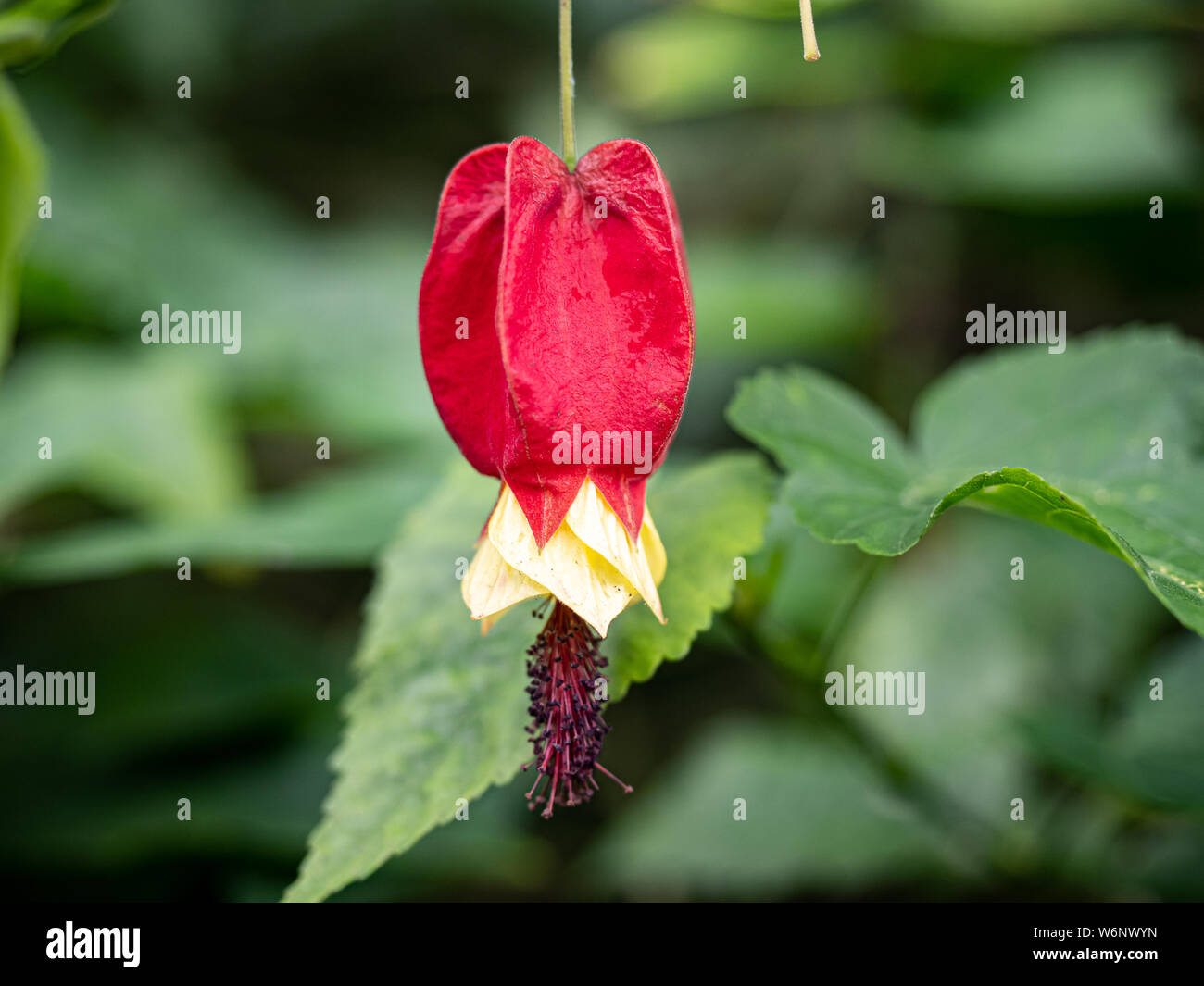 A bell shaped trailing abutilon flower, Callianthe megapotamica, blooms ...
