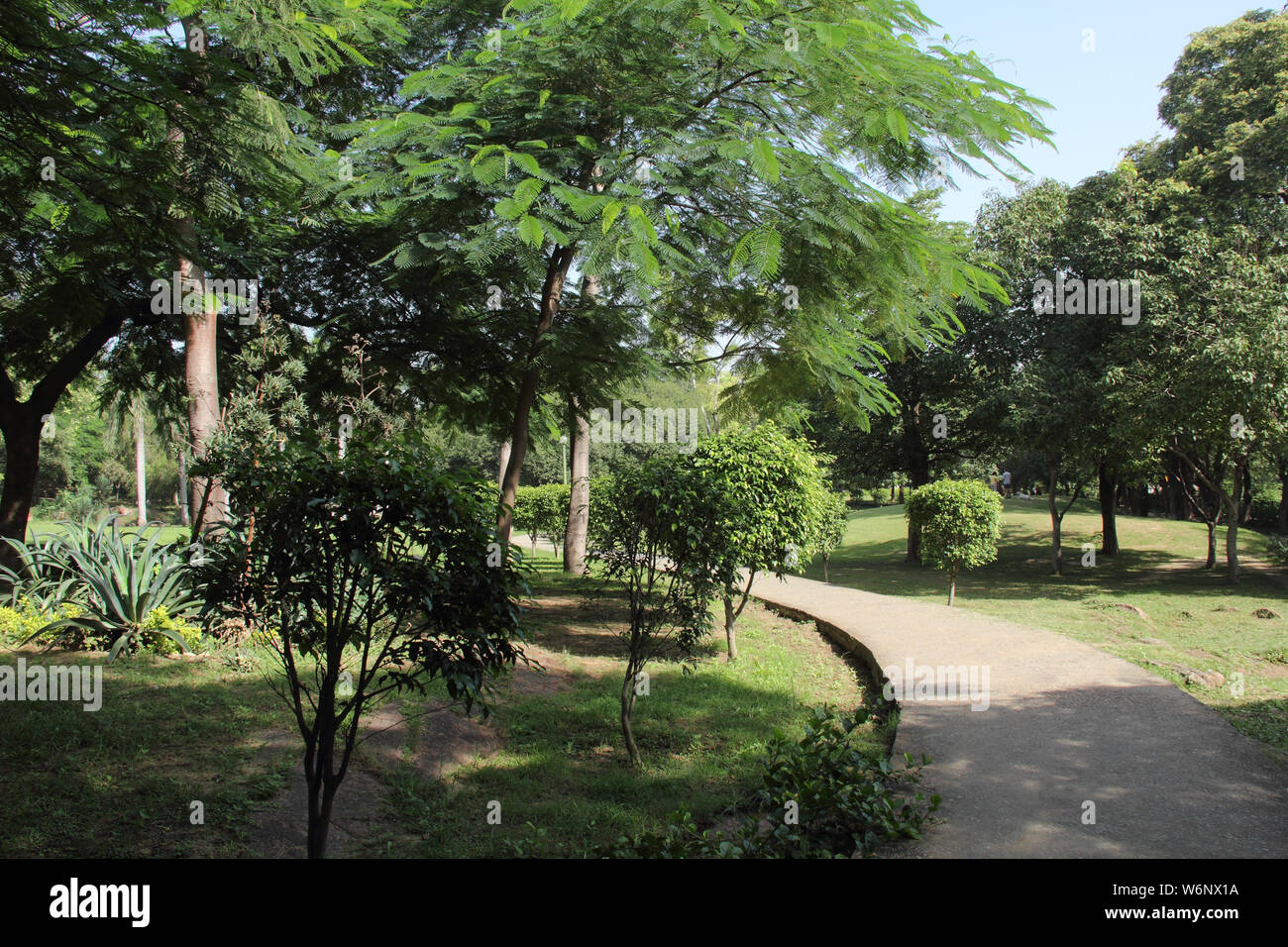 Trees in a park, India Stock Photo - Alamy