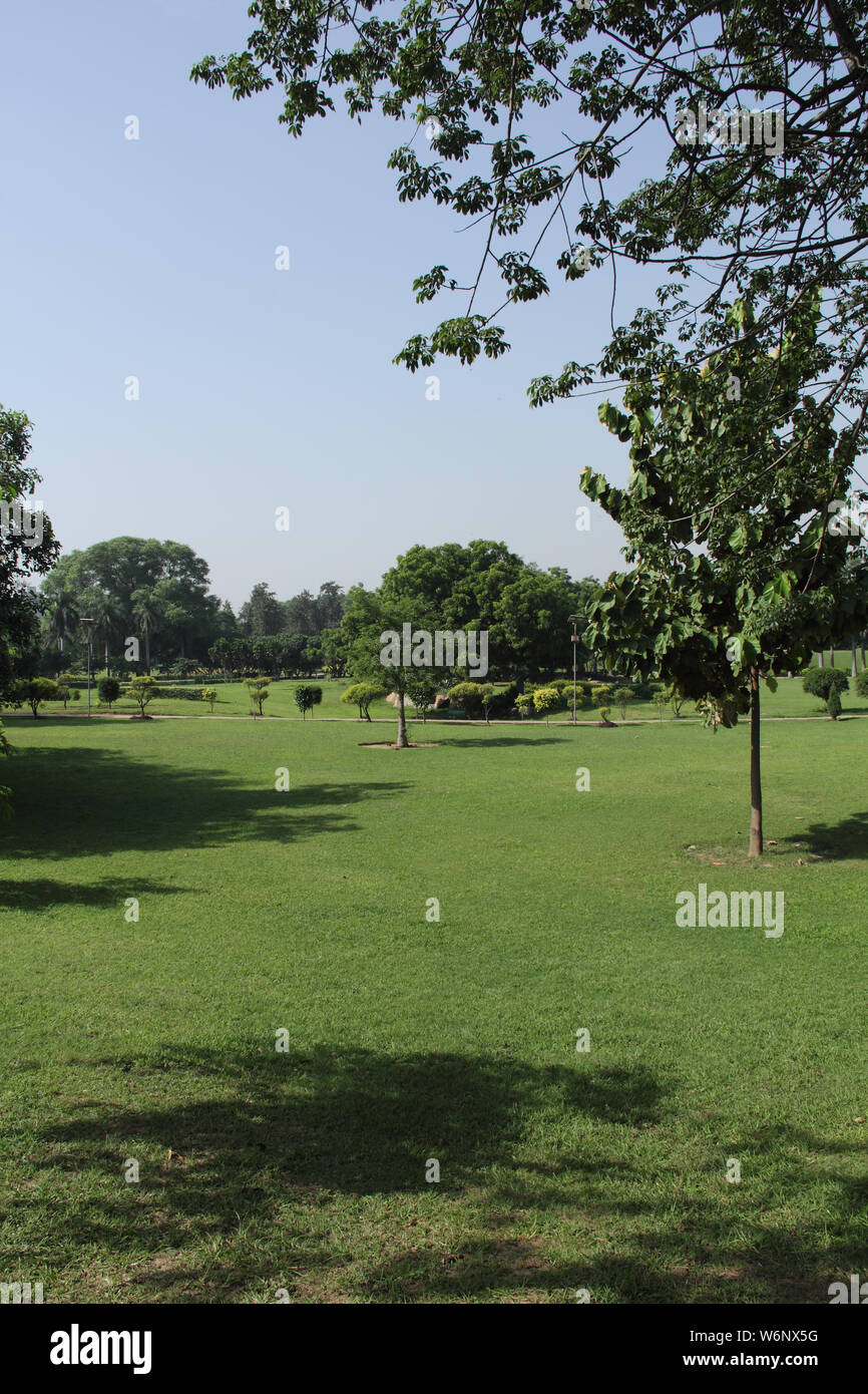 Trees in a park, India Stock Photo - Alamy