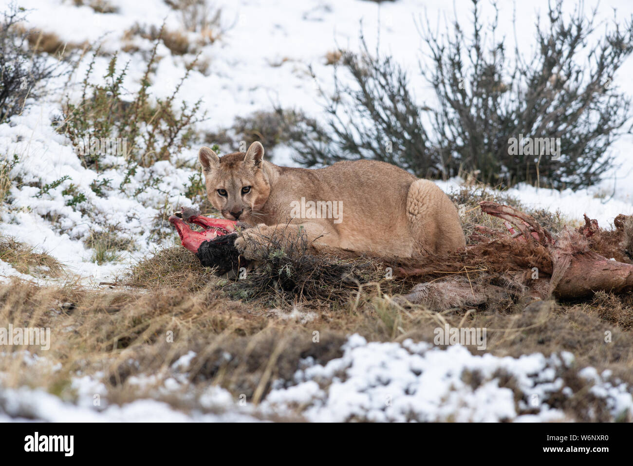 Puma cub eating a Guanaco in Torres del Paine National Park, Chile ...