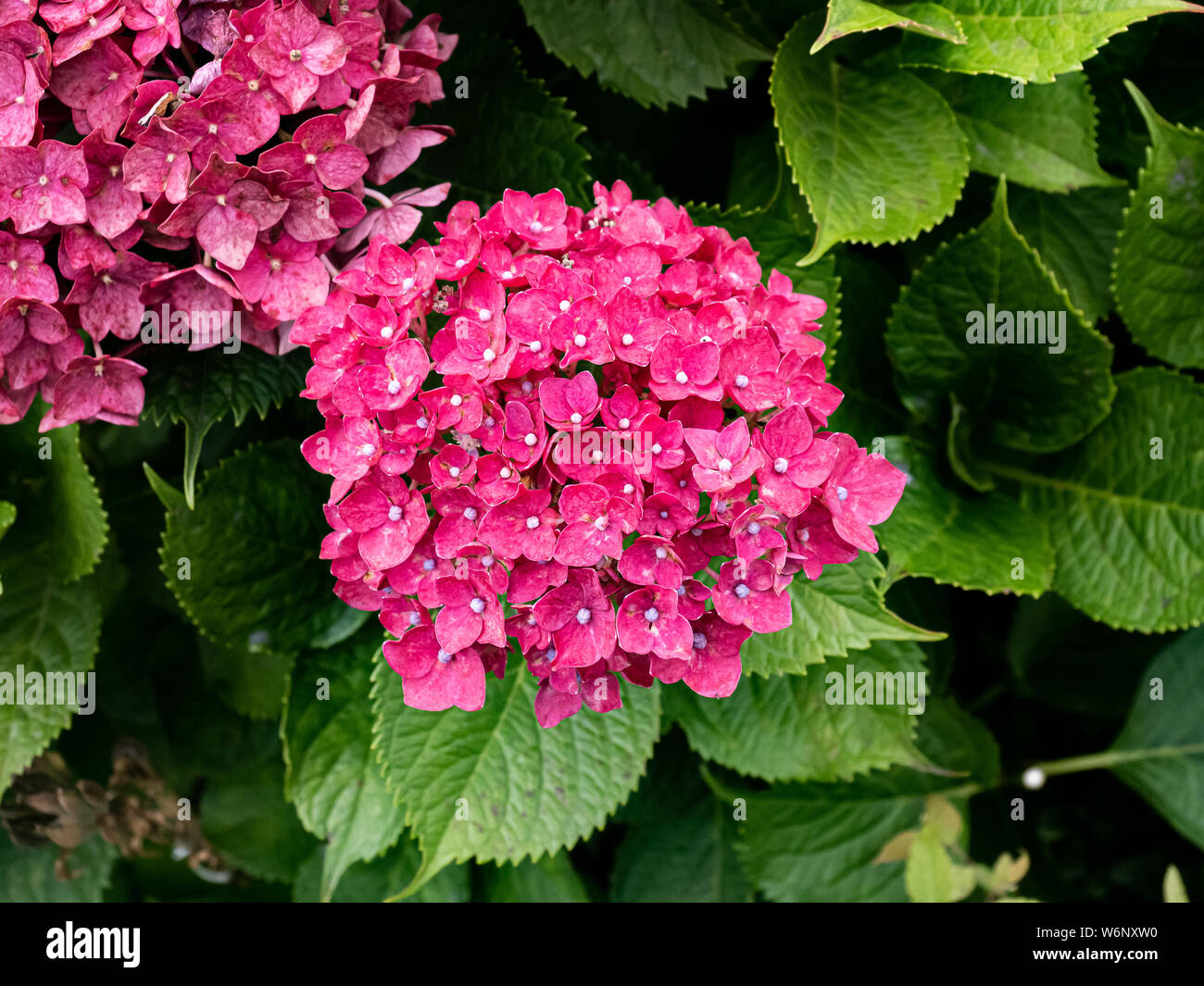 Japanese hydrangea macrophylla hi-res stock photography and images - Alamy