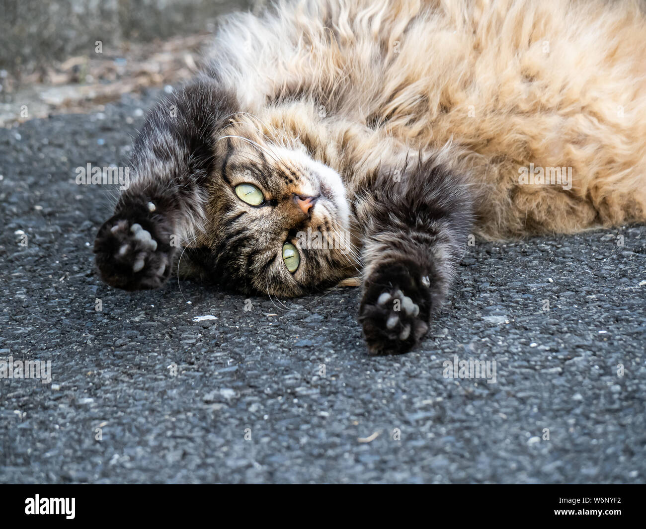A feral stray cat sits on a country road beside a farm in central Japan ...