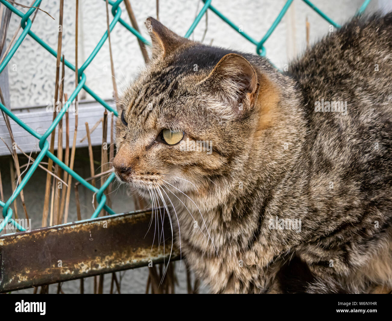 A feral stray cat sits on a country road beside a farm in central Japan ...