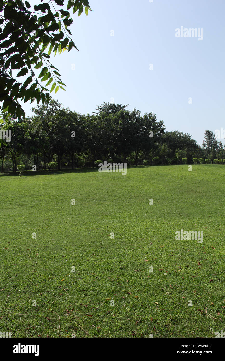 Trees in a garden, India Stock Photo - Alamy