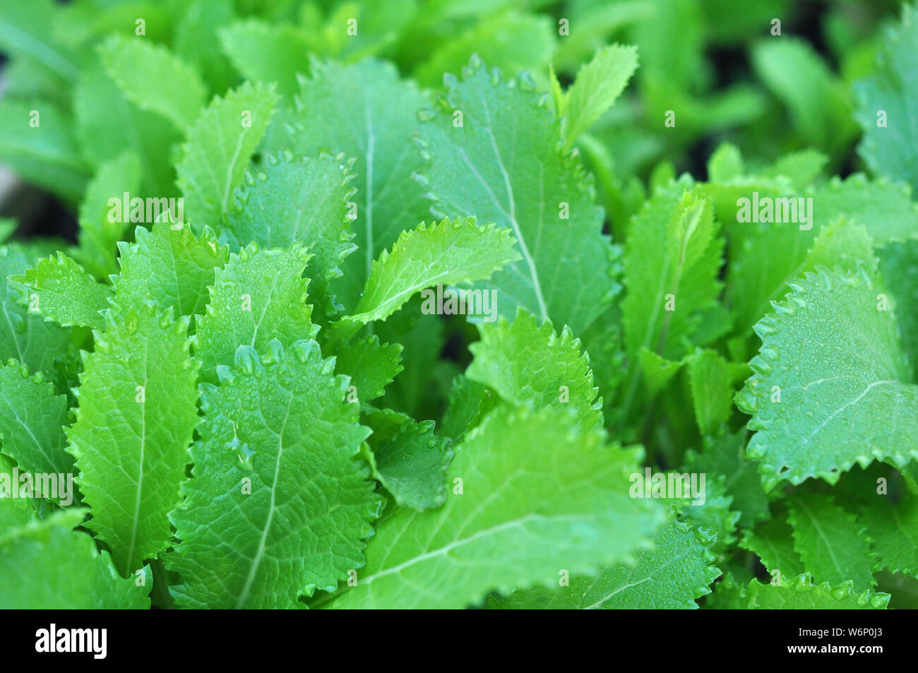 top view of young cabbage trees in garden Stock Photo - Alamy