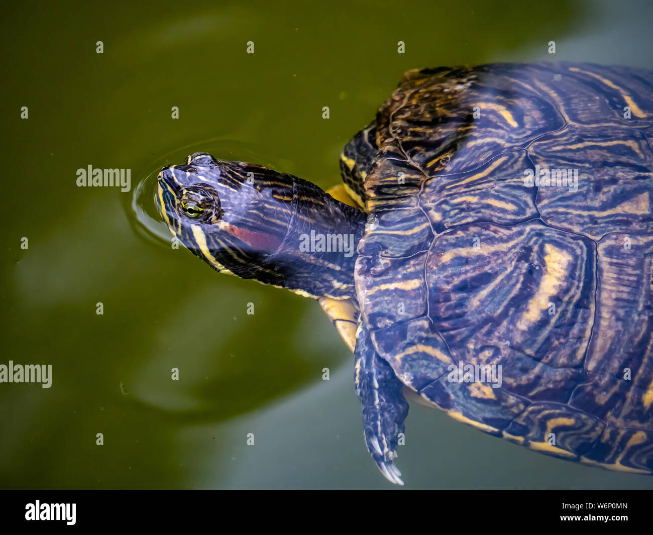 Shell like rock hi-res stock photography and images - Alamy