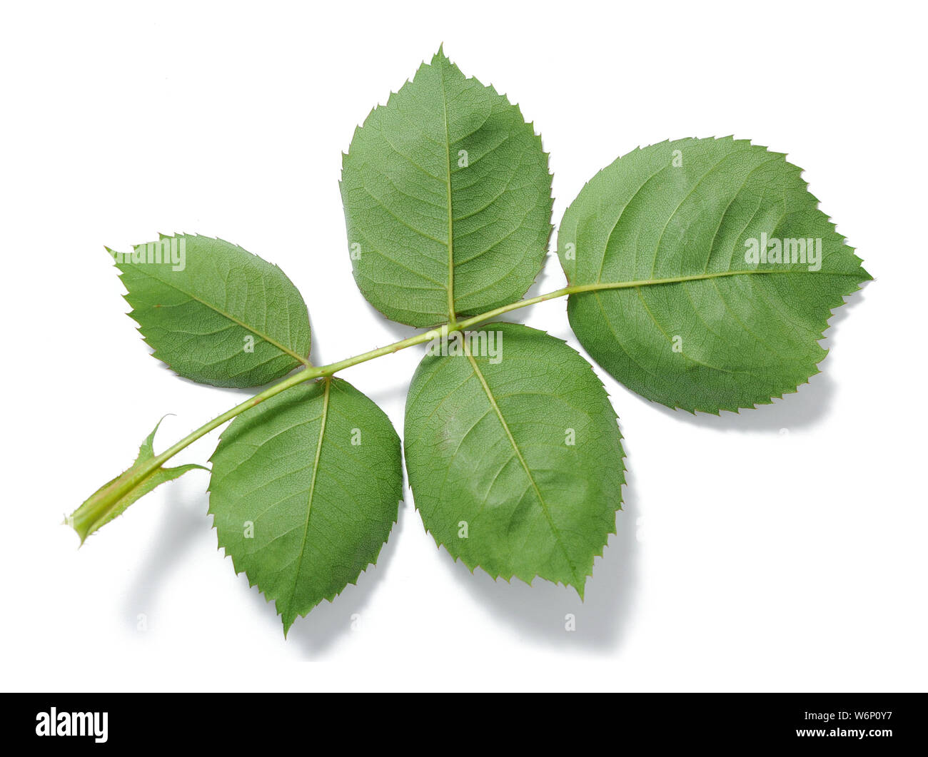 rose leaves isolated on white background Stock Photo - Alamy