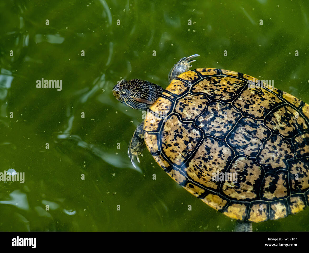 A common slider turtle, trachemys, swims in a moat-like pond in a park ...