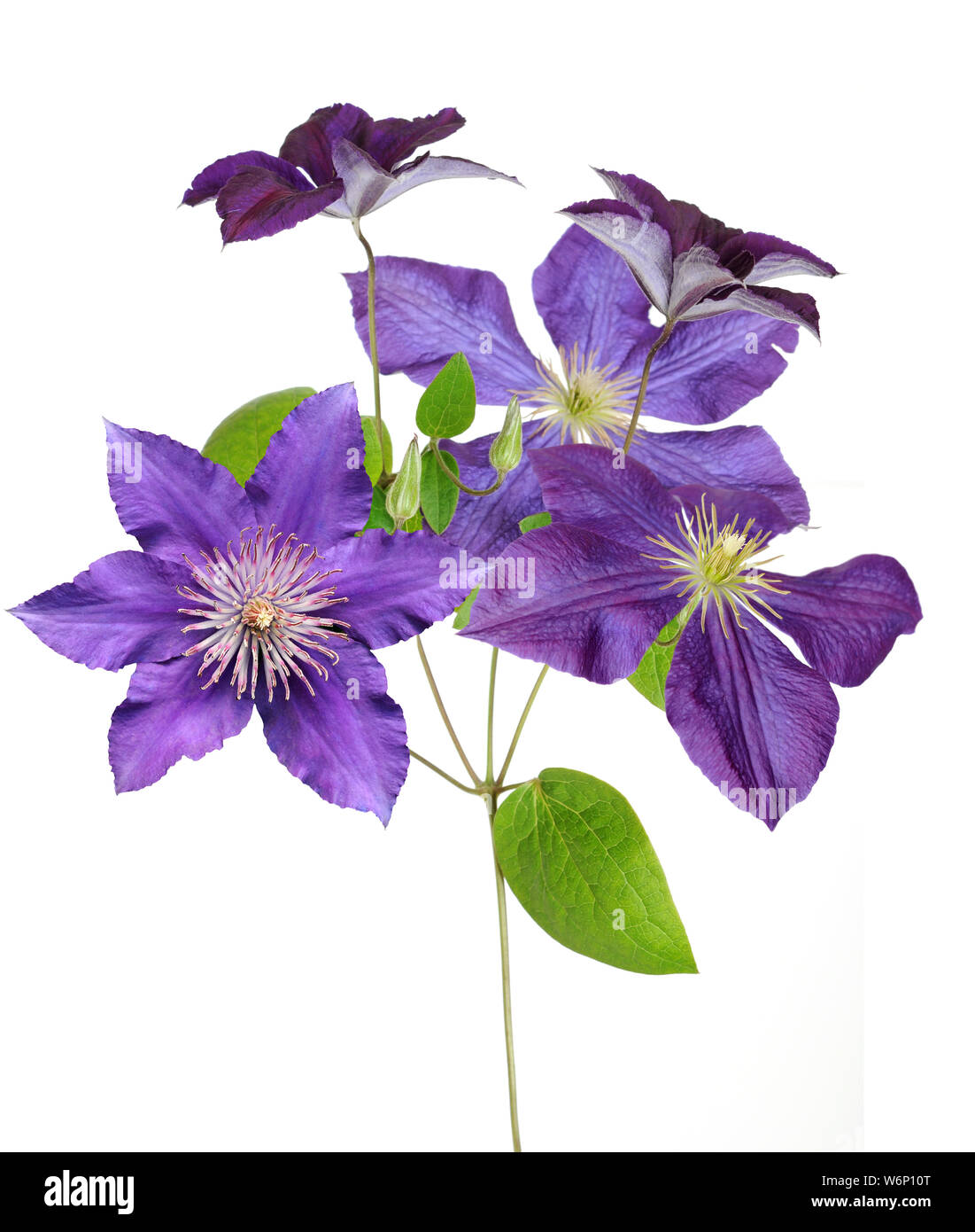 purple clematis branch isolated on white background Stock Photo - Alamy