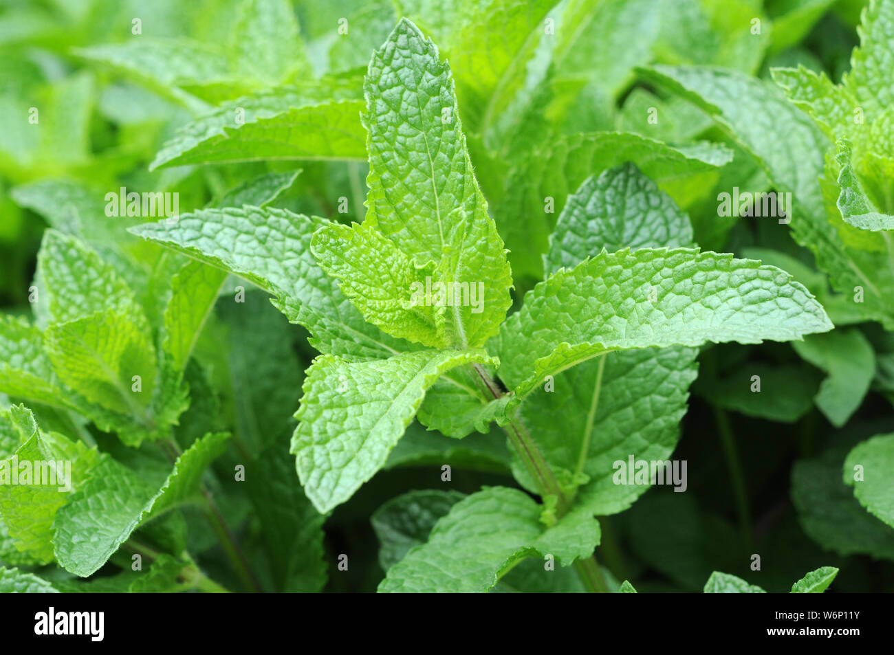 Peppermint trees hi-res stock photography and images - Alamy