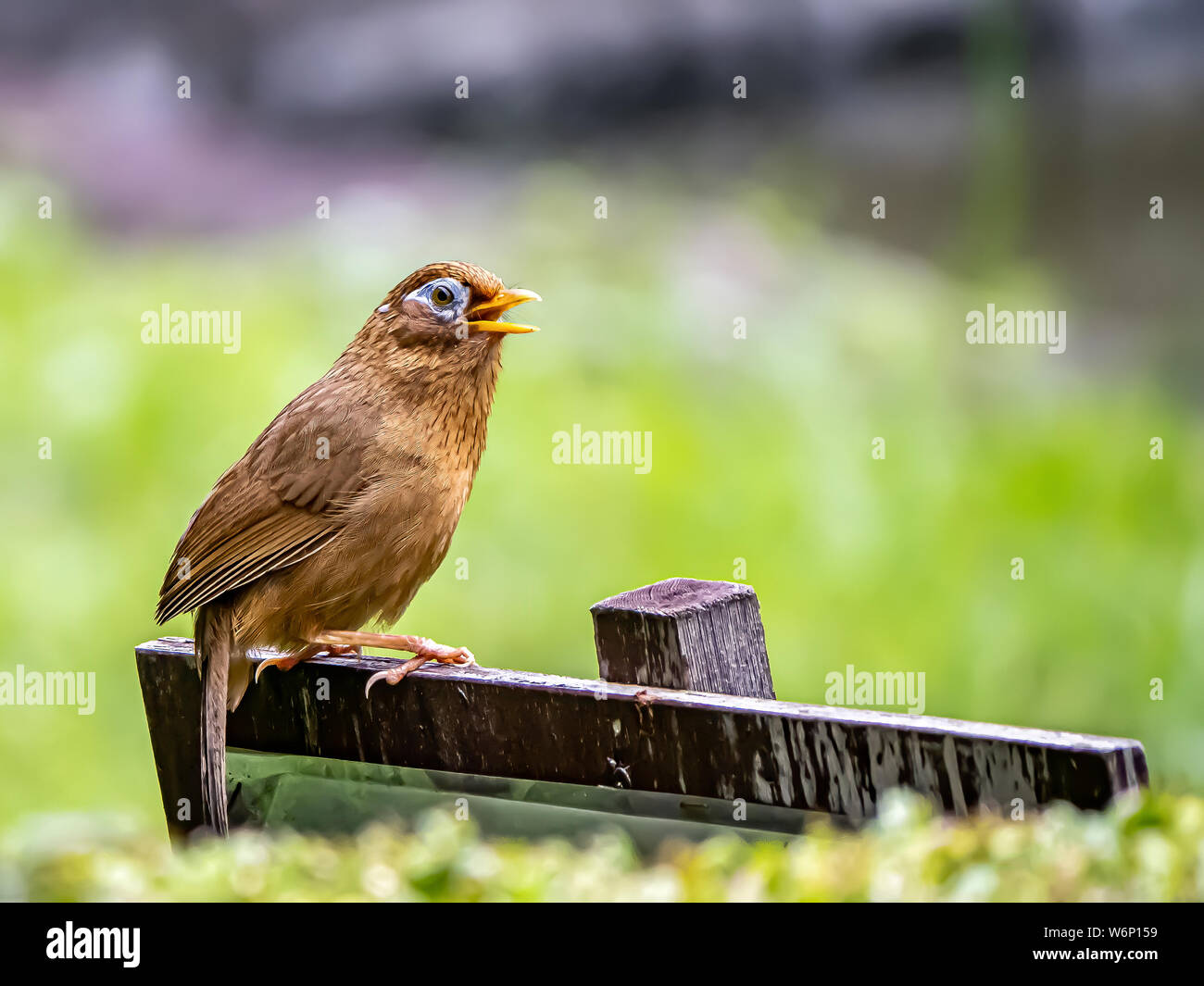 A Chinese hwamei or melodious laughingthrush, Garrulax canorus, perches ...