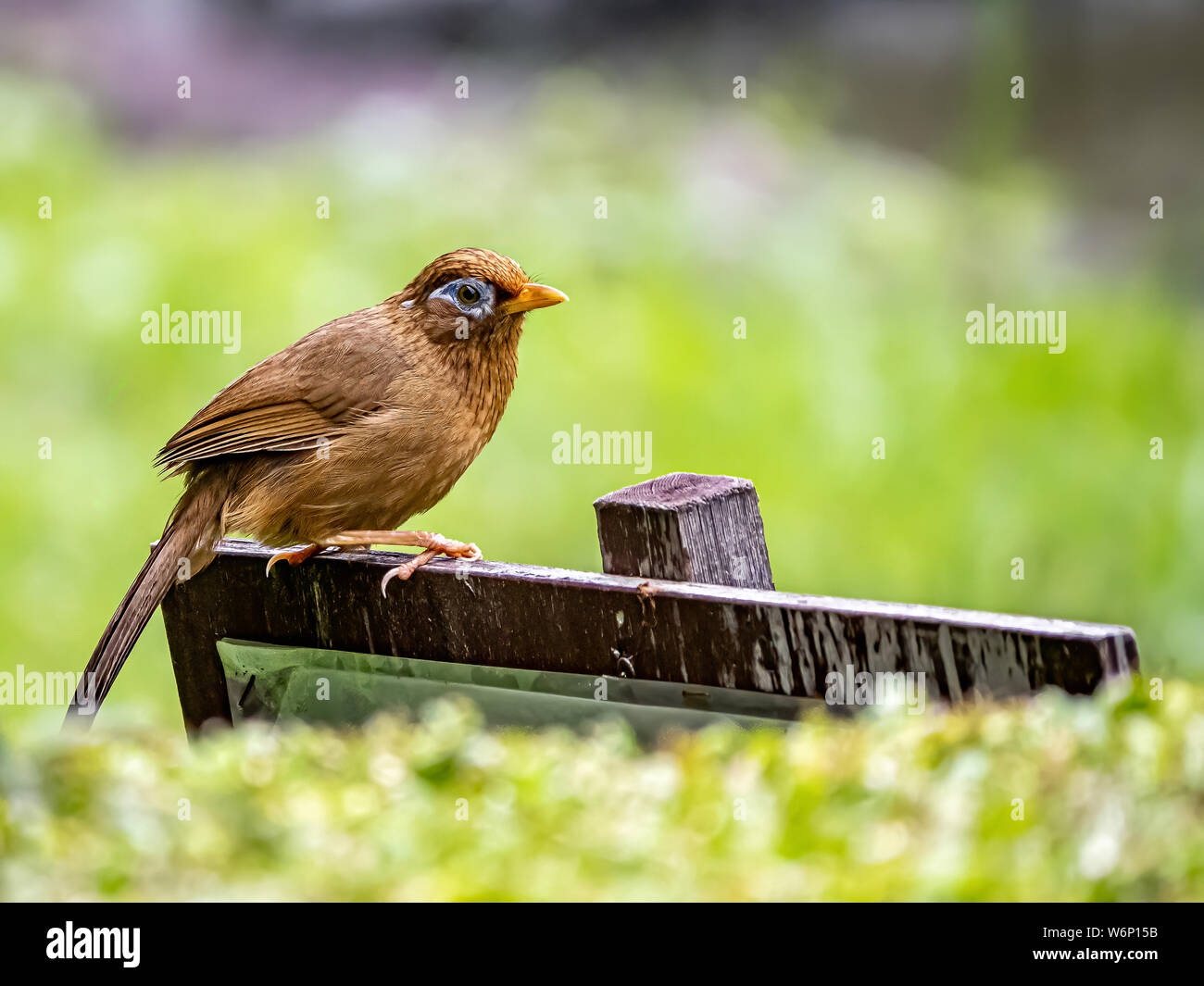 A Chinese hwamei or melodious laughingthrush, Garrulax canorus, perches ...