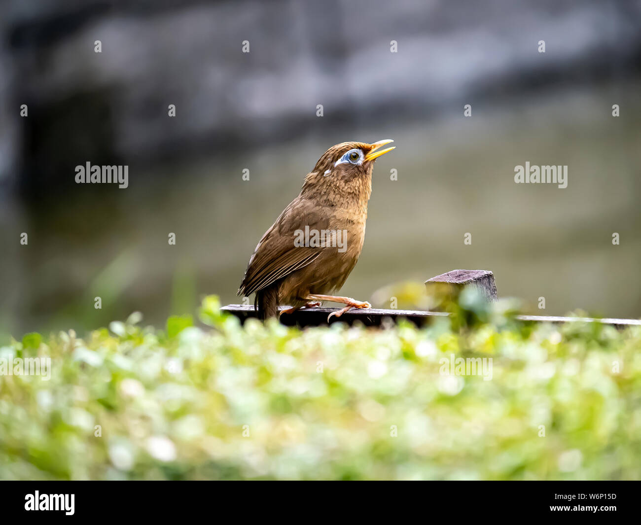 Garrulax canorus hi-res stock photography and images - Alamy