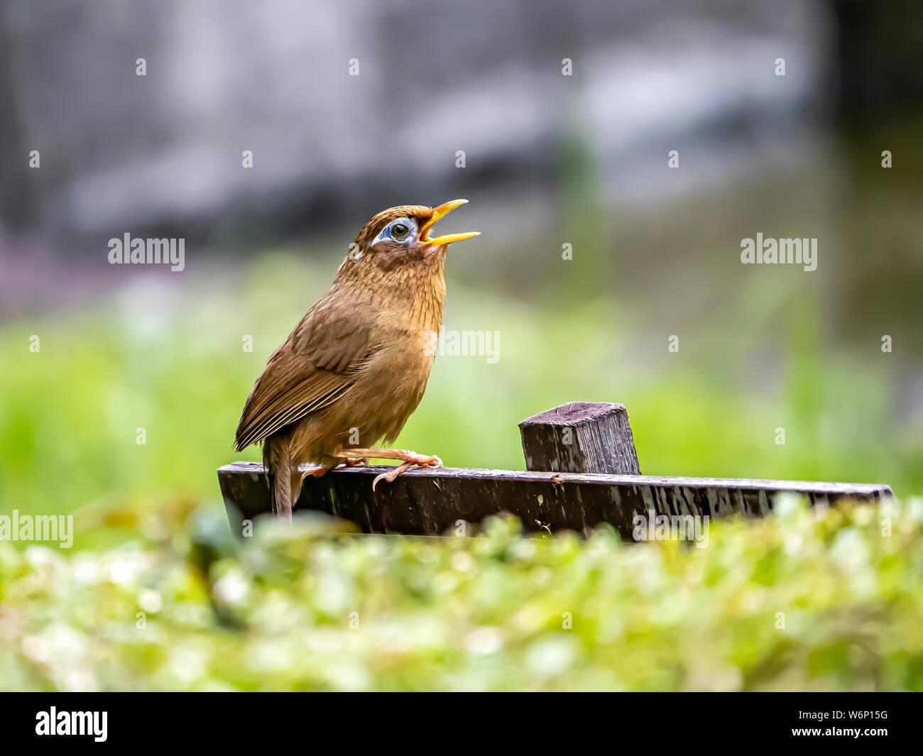 A Chinese hwamei or melodious laughingthrush, Garrulax canorus, perches ...