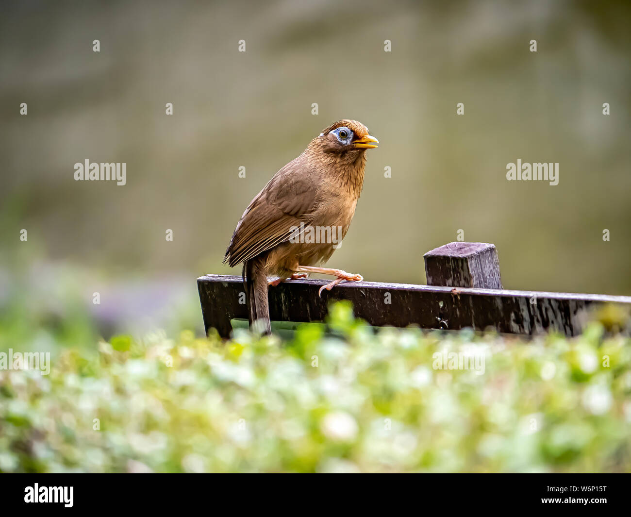 A Chinese hwamei or melodious laughingthrush, Garrulax canorus, perches ...