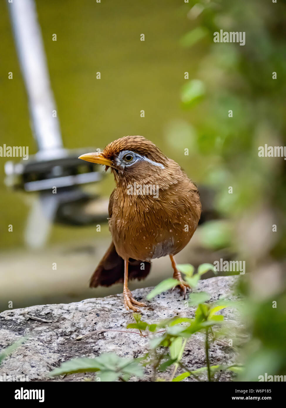 A Chinese hwamei or melodious laughingthrush, Garrulax canorus, perches ...