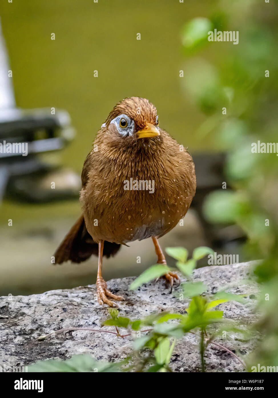 A Chinese hwamei or melodious laughingthrush, Garrulax canorus, perches ...