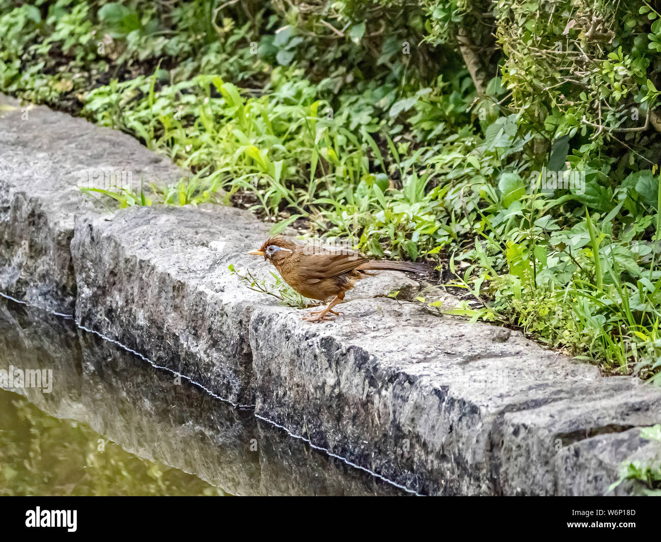 A Chinese hwamei or melodious laughingthrush, Garrulax canorus, perches ...