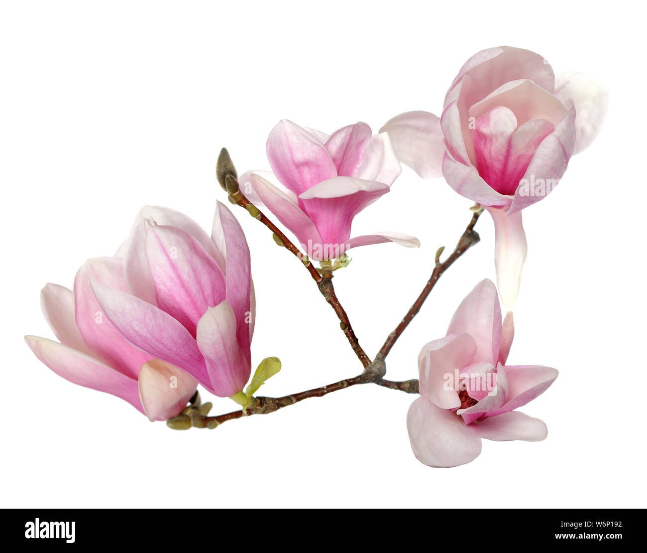 Magnolia in bloom Cut Out Stock Images & Pictures - Alamy