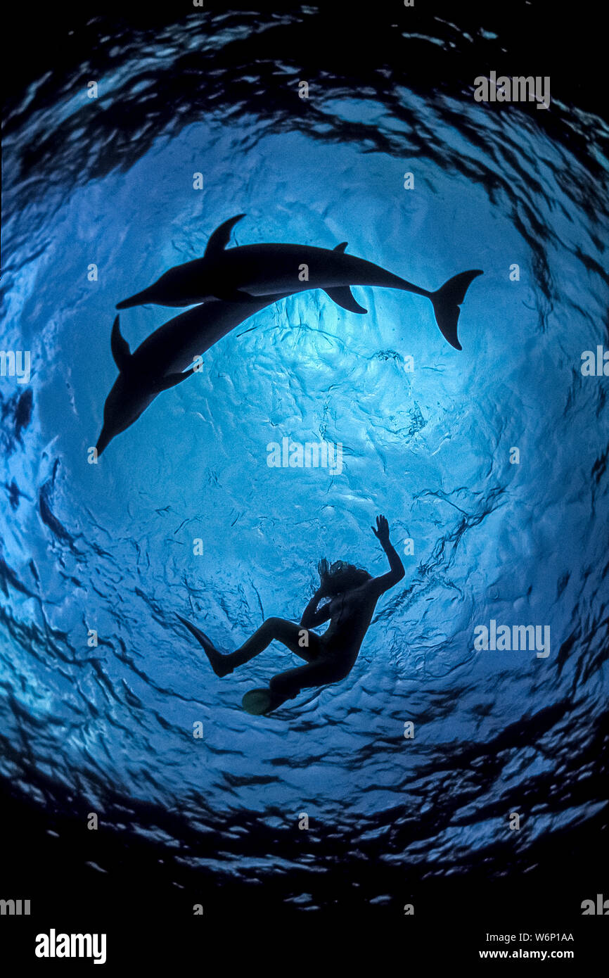 Dolphins and woman Stock Photo - Alamy
